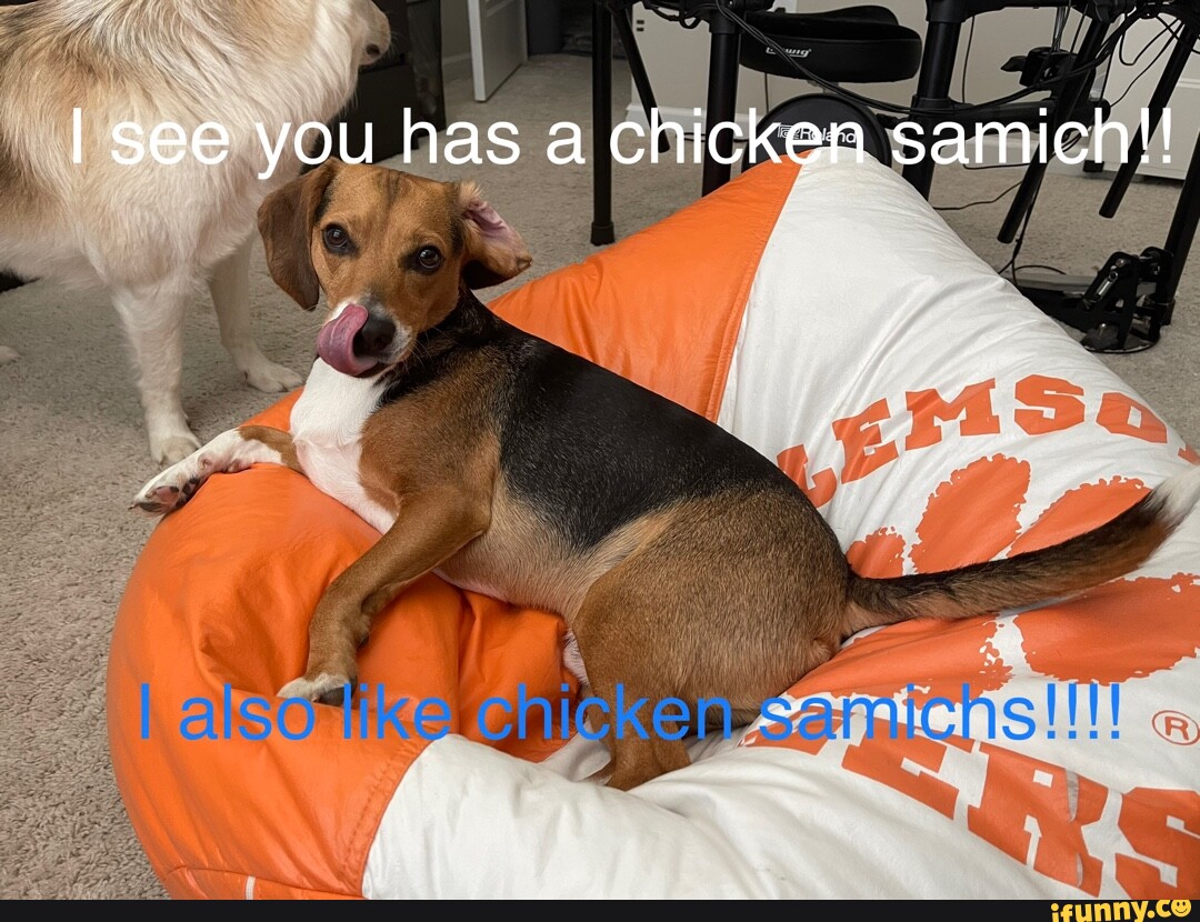 Samich memes. Best Collection of funny Samich pictures on iFunny