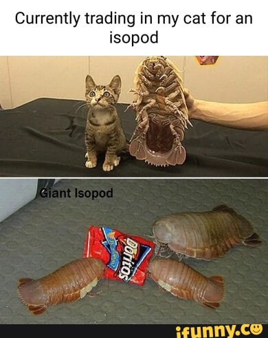 Isopawg memes. Best Collection of funny Isopawg pictures on iFunny