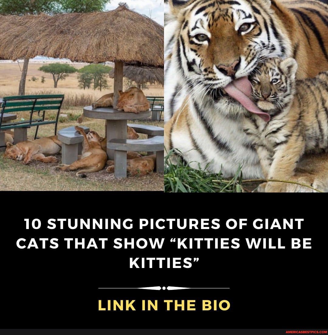 10 STUNNING PICTURES OF GIANT CATS THAT SHOW "KITTIES WILL BE KITTIES ...