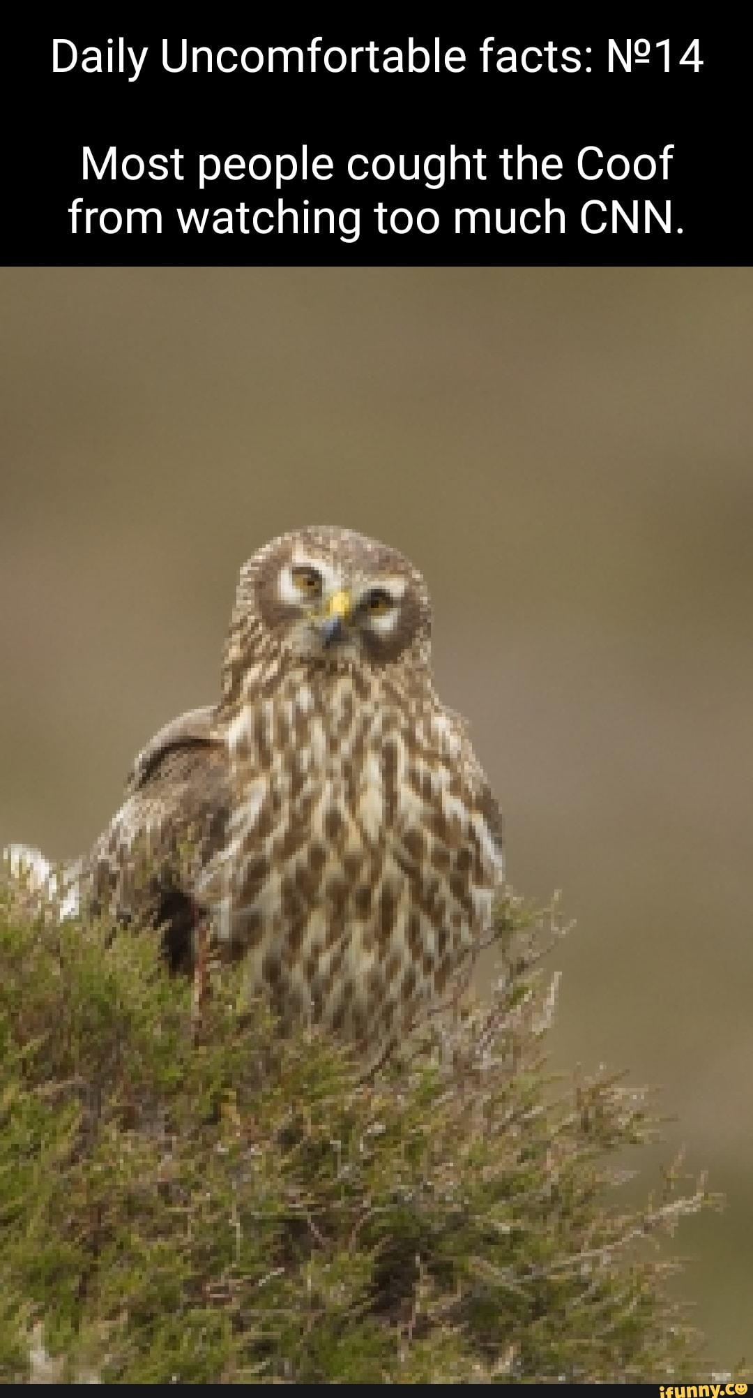 Coof memes. Best Collection of funny Coof pictures on iFunny