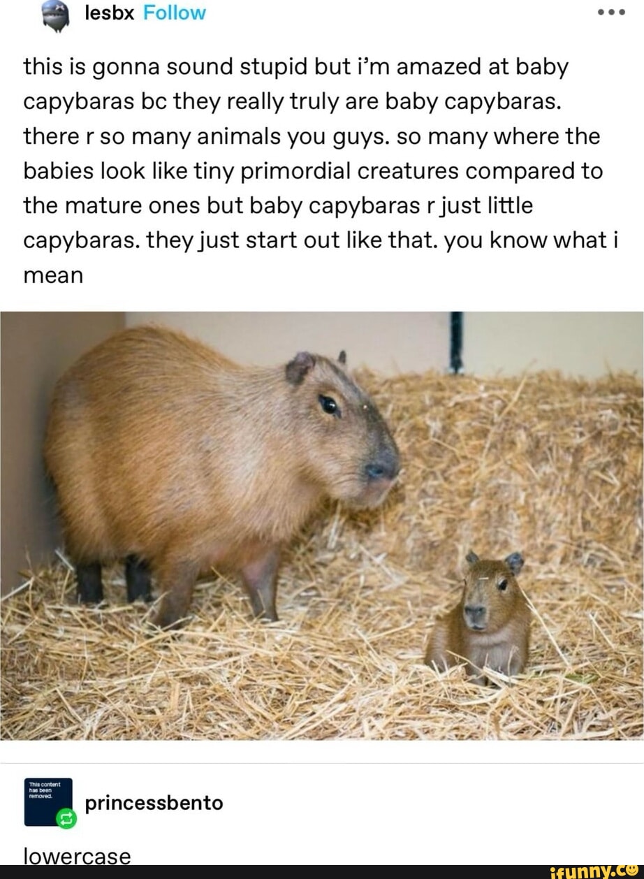 Capybara memes. Best Collection of funny Capybara pictures on iFunny