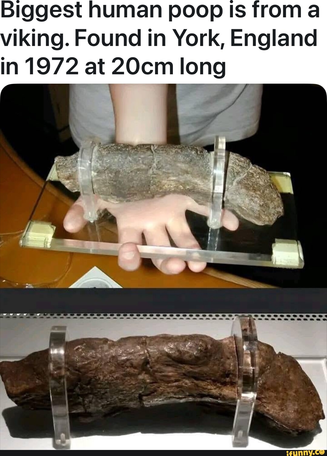 Biggest human poop Is from a viking. Found in York, England in 1972 at ...