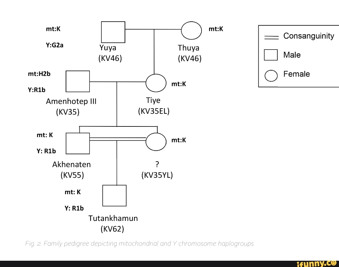 Consanguinity Male OO Female Amenhotep III (KV46) (KV35) (KV3SEL) Rib ...
