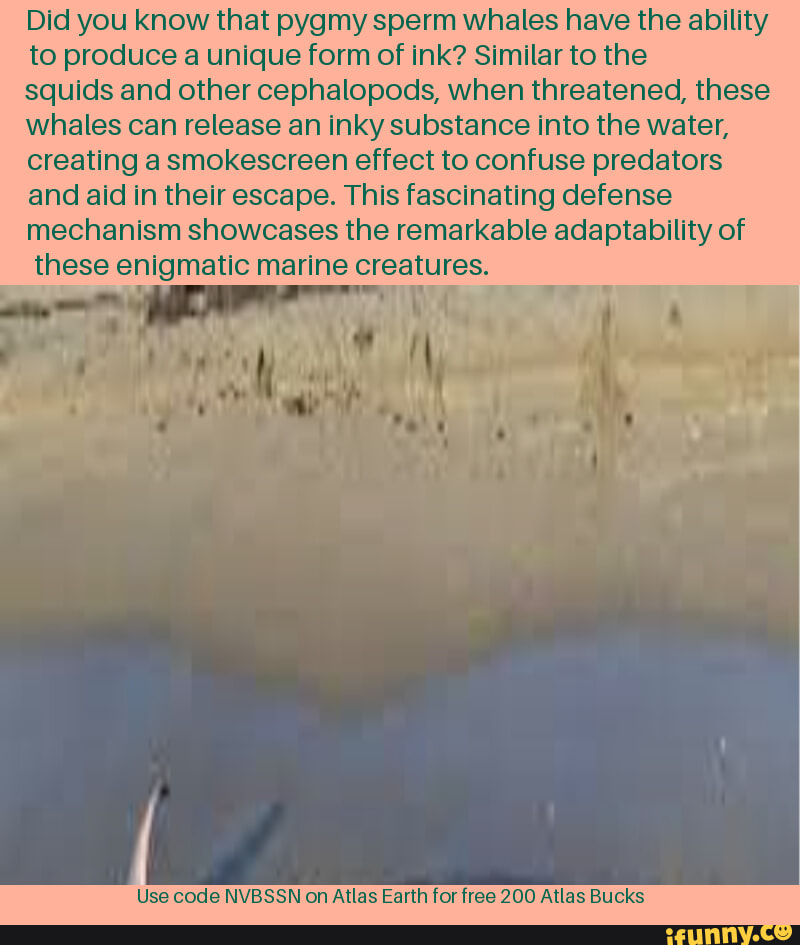 Cephalopods memes. Best Collection of funny Cephalopods pictures on iFunny