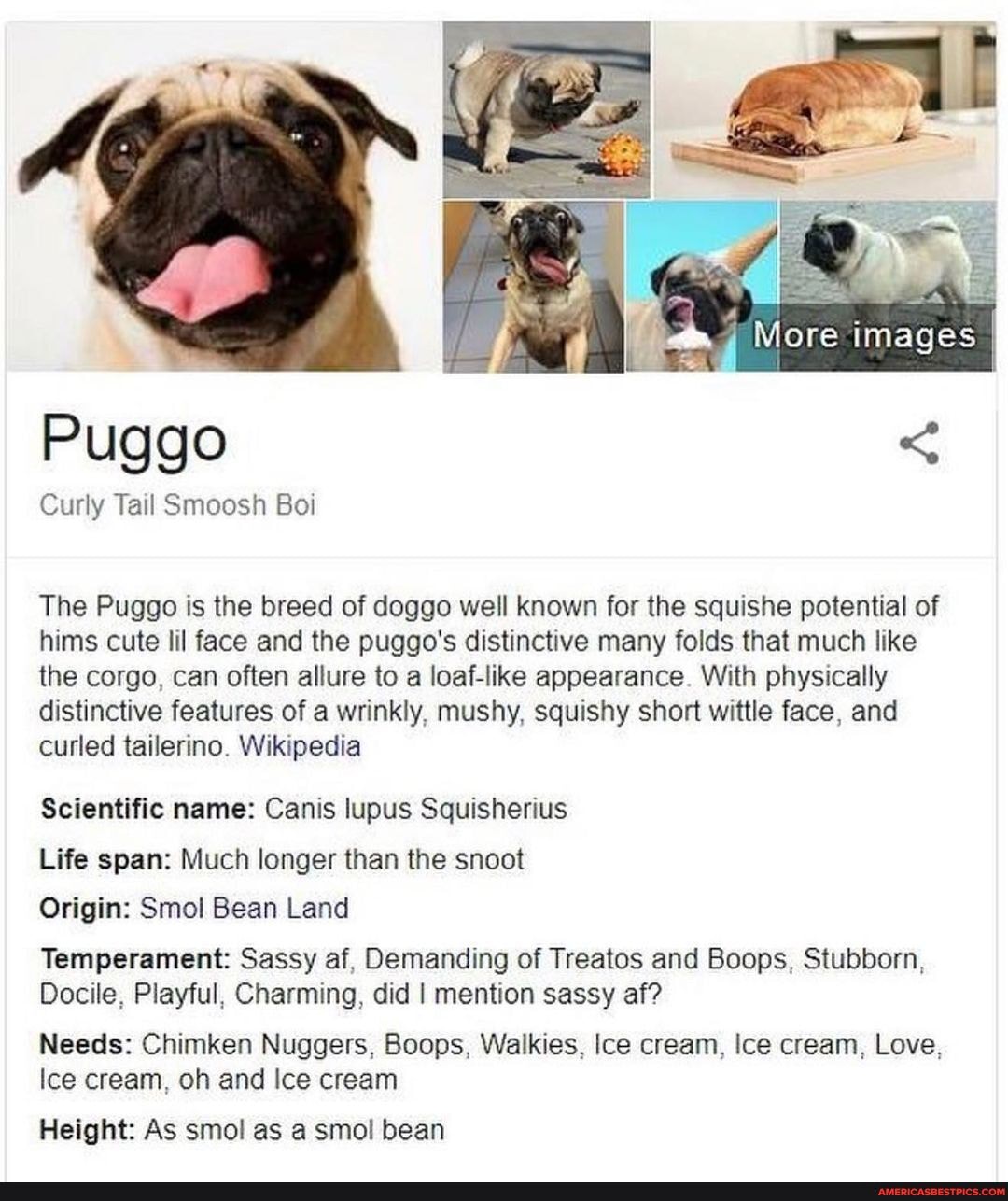 More images Puggo