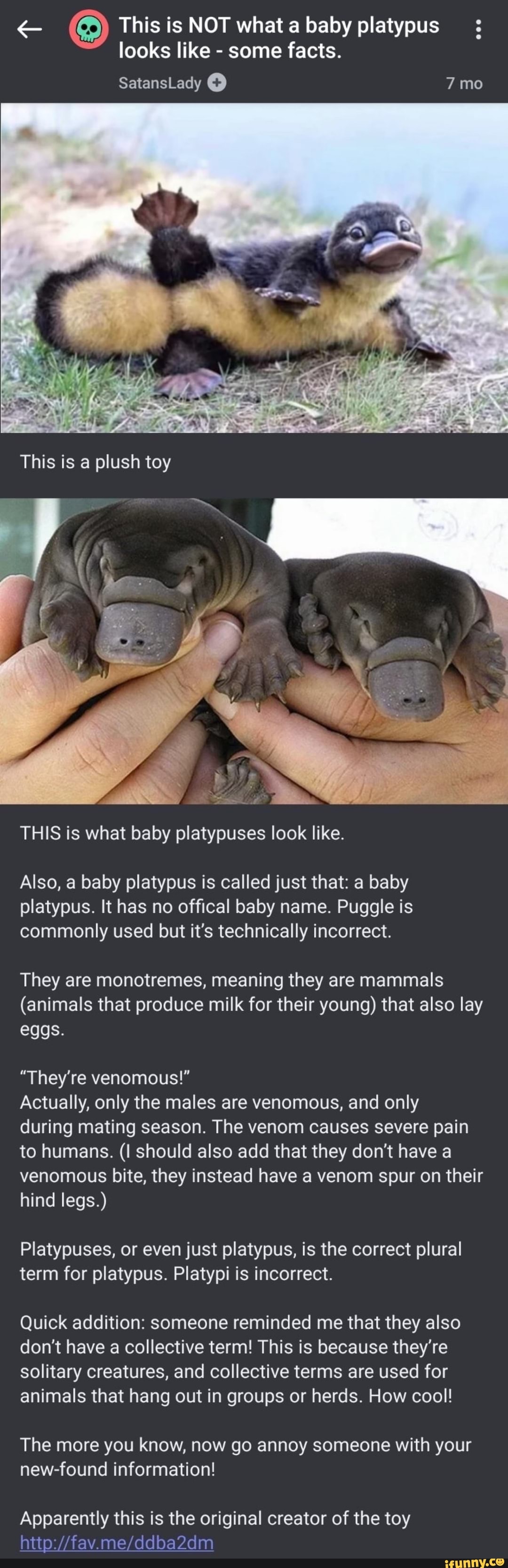 This is NOT what baby platypus looks like - some facts. SatansLady 7 mo ...