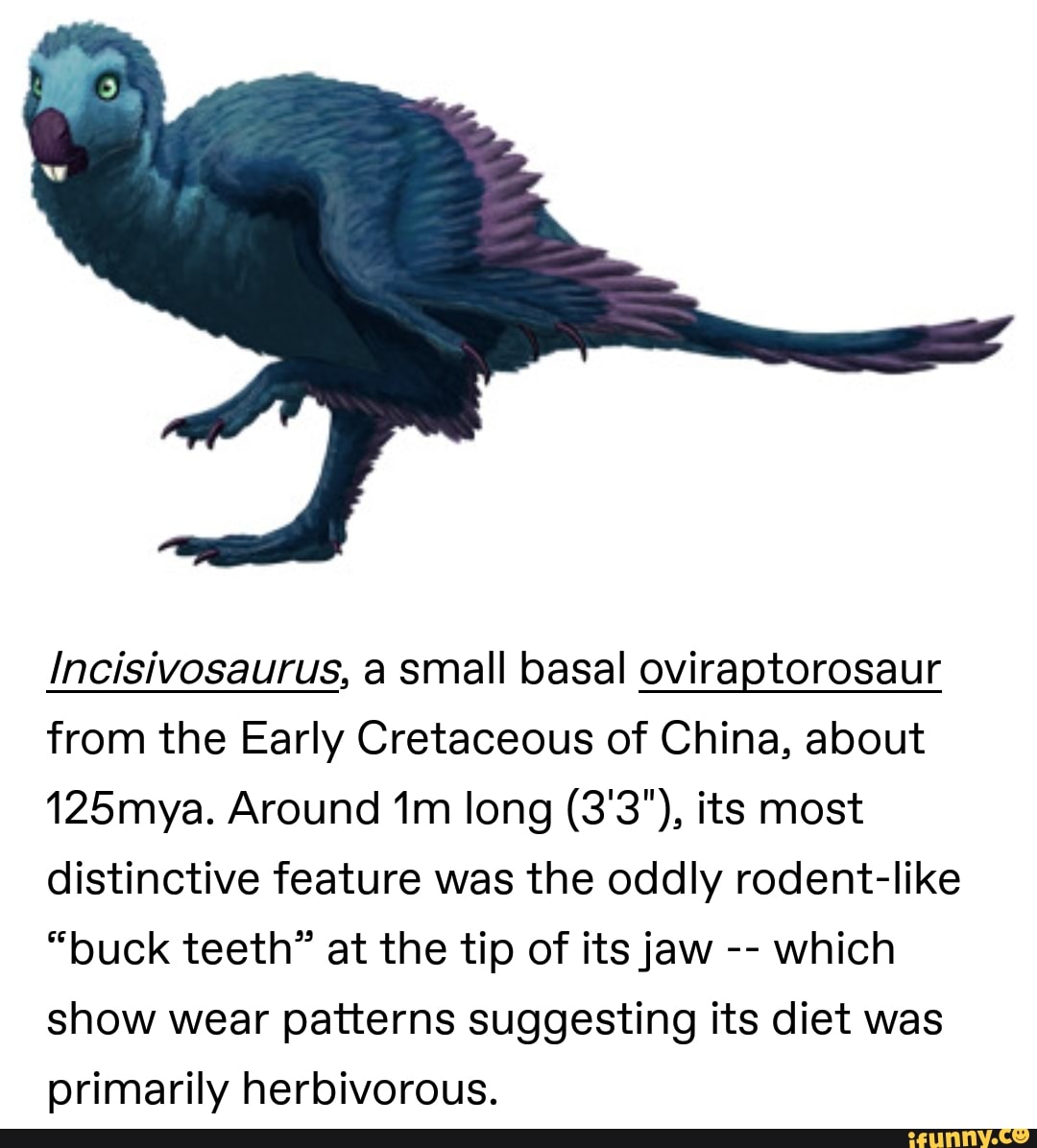 Incisivosaurus, a small basal oviraptorosaur from the Early Cretaceous ...