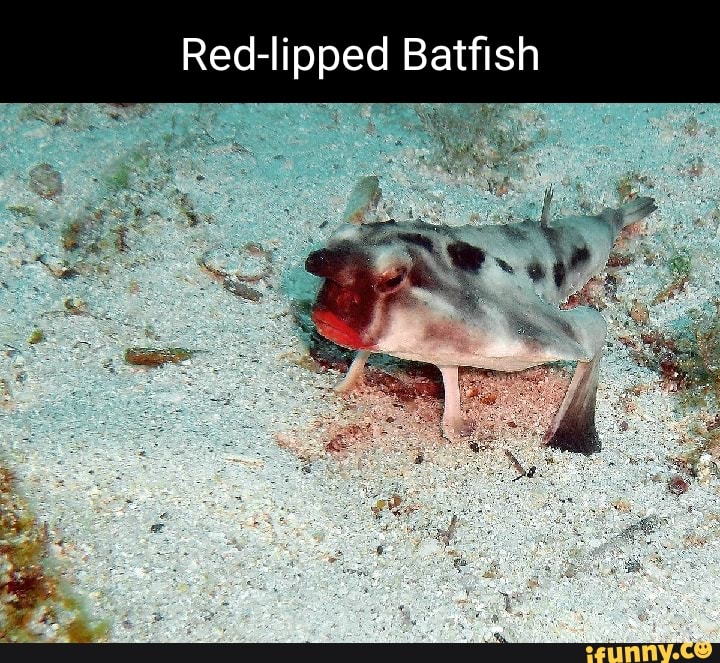 Batfish memes. Best Collection of funny Batfish pictures on iFunny