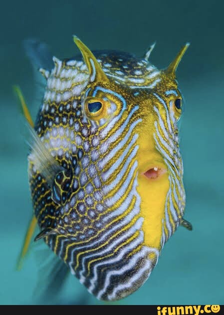 Cowfish memes. Best Collection of funny Cowfish pictures on iFunny