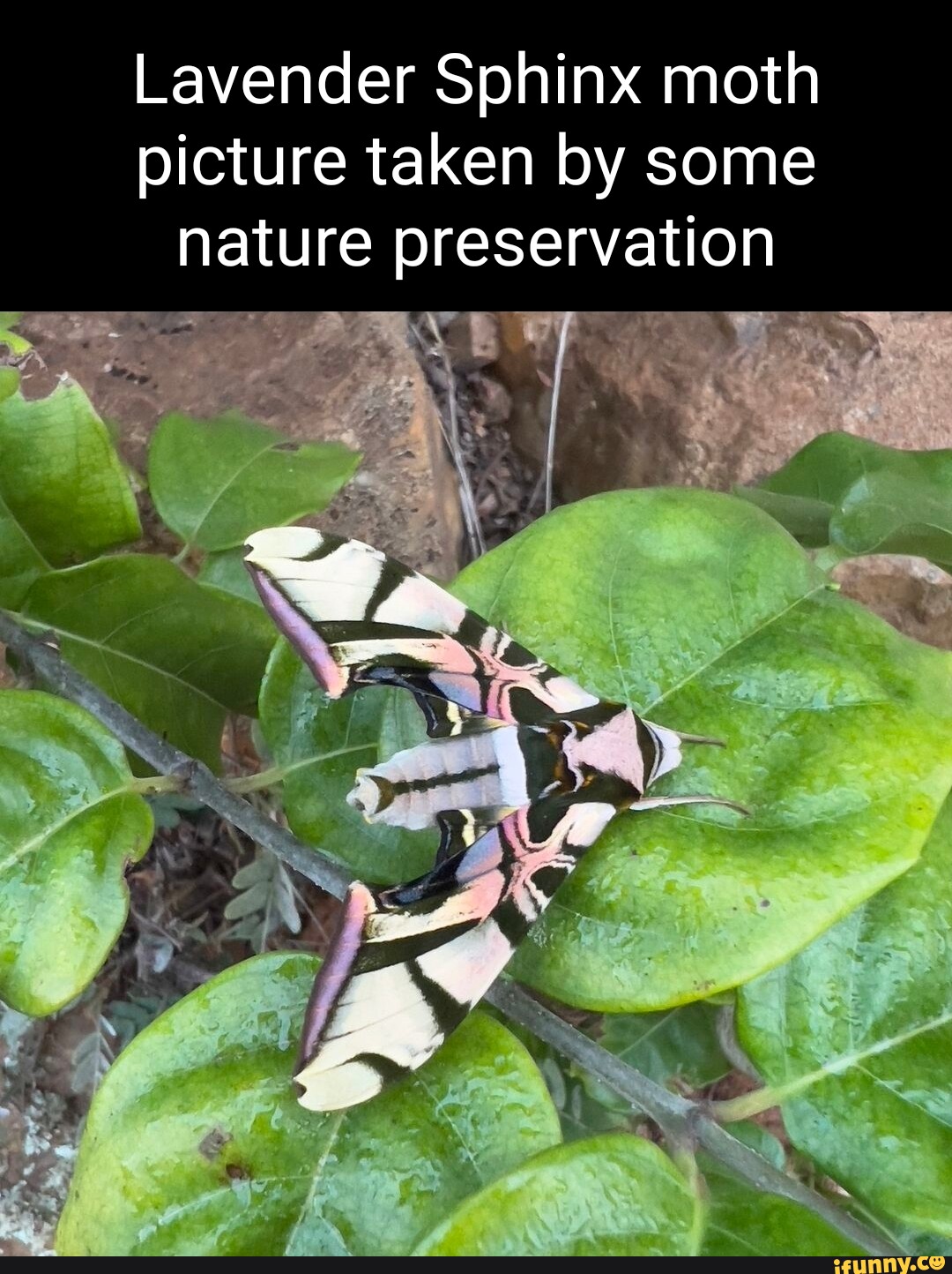 Lavender Sphinx moth picture taken by some nature preservation - iFunny