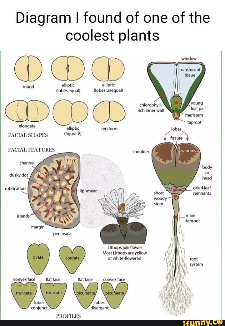 Diagram I found of one of the coolest plants window elliptic elliptic ...