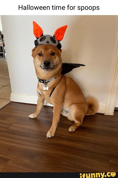 Spoops memes. Best Collection of funny Spoops pictures on iFunny