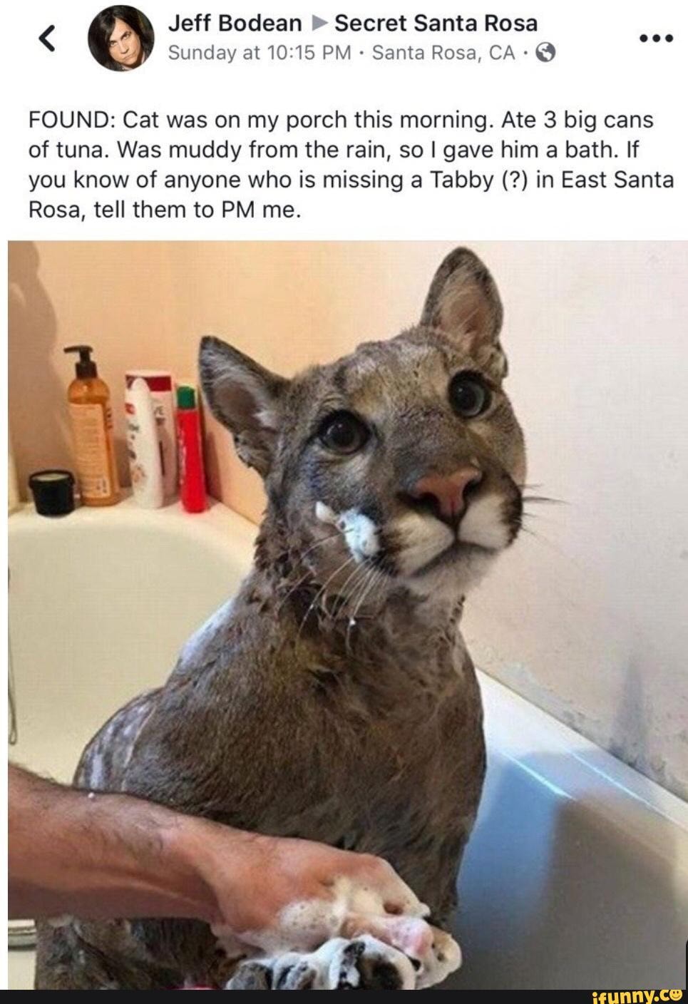 Stolen cat meme dump#1