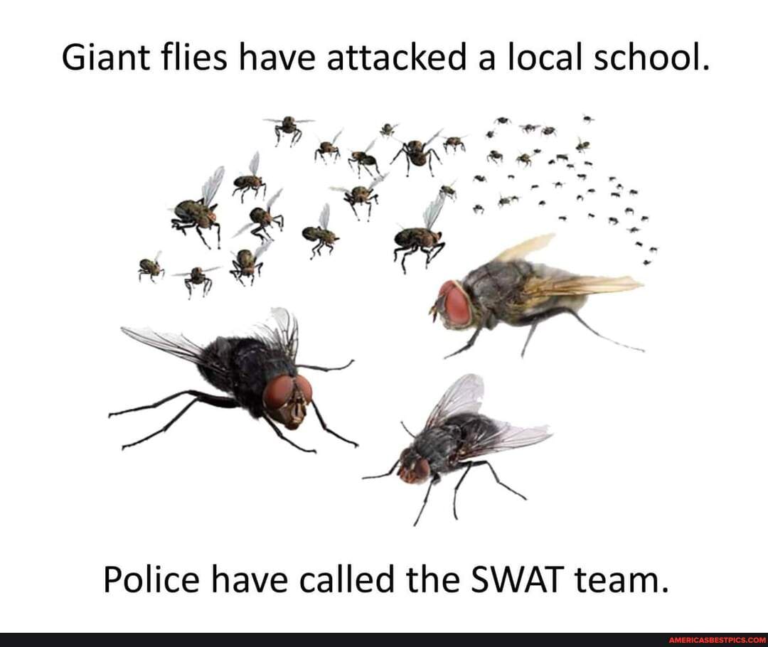 Giant flies have attacked a local school. Police have called the SWAT ...