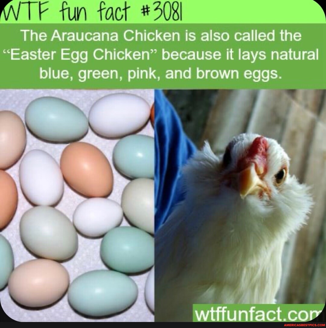 Tocr The Araucana Chicken is also called tine "Easter Egg Chicken ...