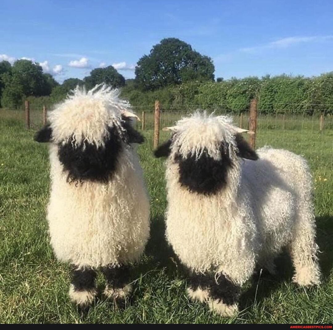 Shaggy sweetheart breed of sheep - America’s best pics and videos