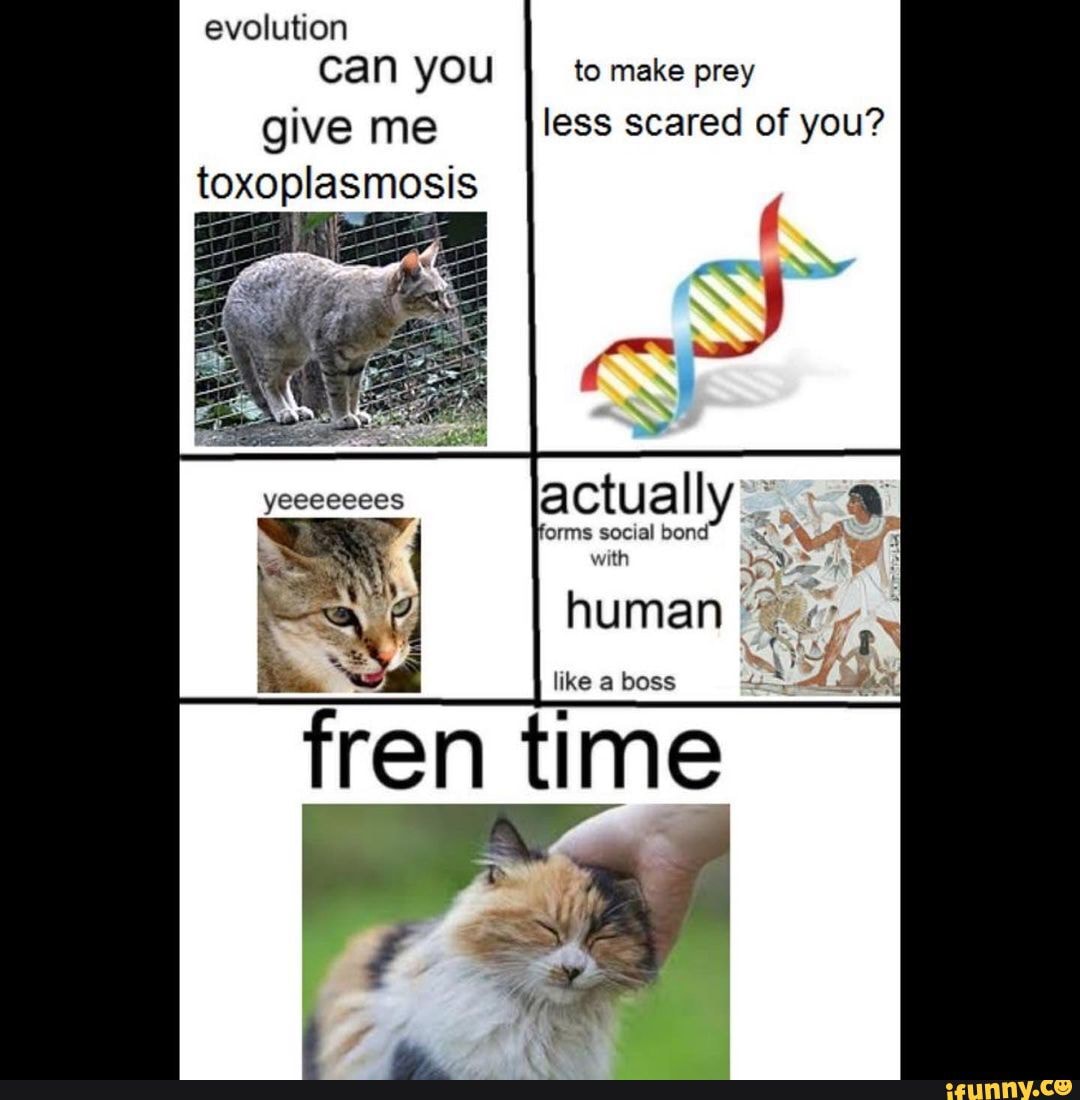 Toxoplasmosis memes. Best Collection of funny Toxoplasmosis pictures on ...