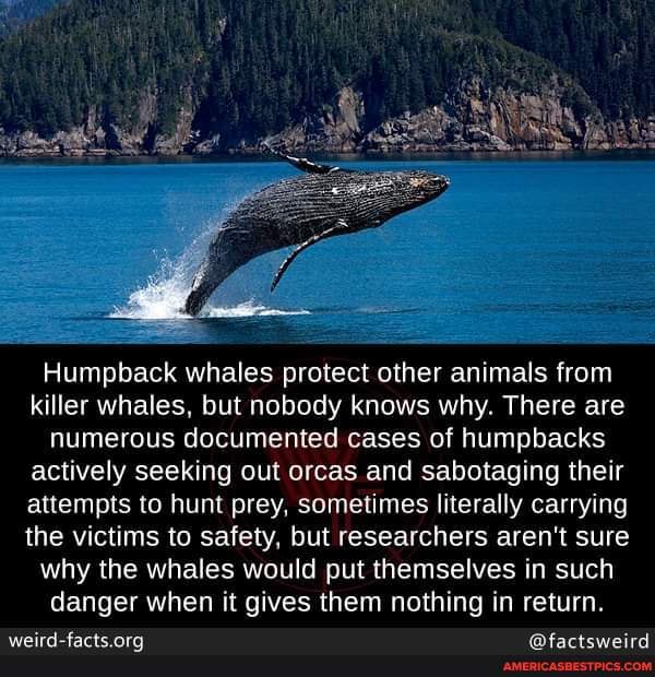 Humpback whales protect other animals from killer whales, but nobody ...