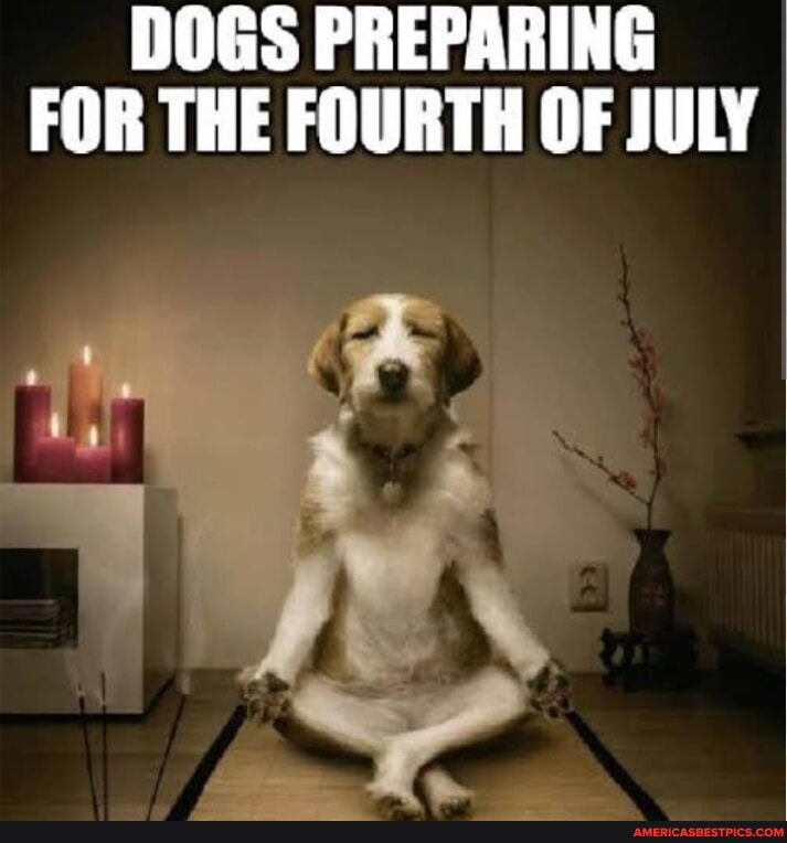 DOGS PREPARING FOR THE FOURTH OF JULY - America’s best pics and videos