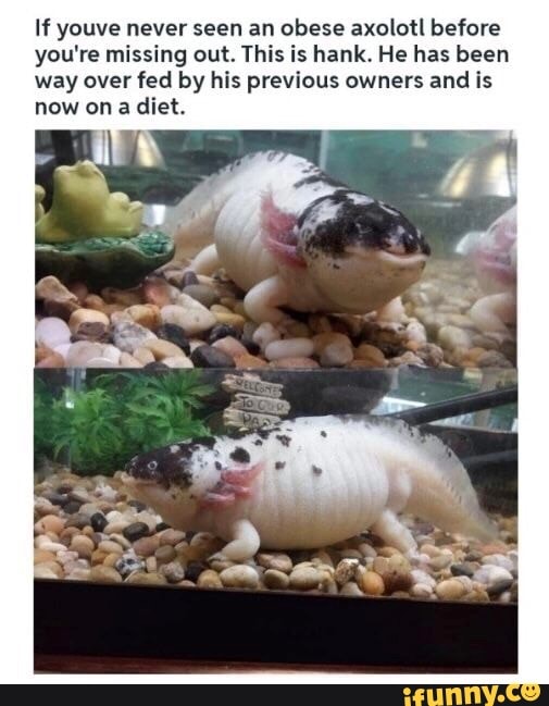 If youve never seen an obese axolotl before you're missing out. This is ...