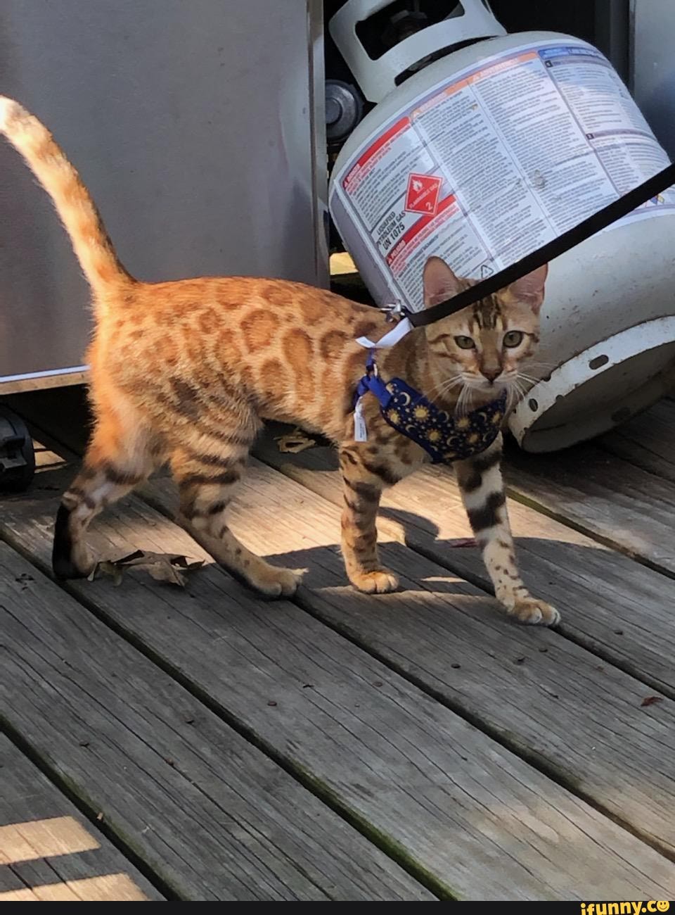 Teekl memes. Best Collection of funny Teekl pictures on iFunny