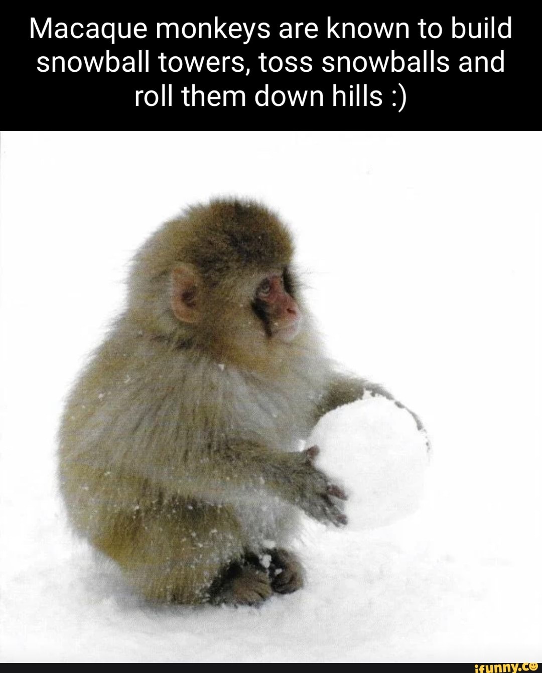 Macaque monkeys are known to build snowball towers, toss snowballs and ...