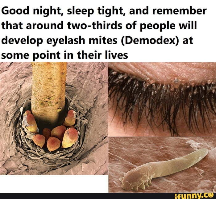 Demodex_folliculorum memes. Best Collection of funny Demodex ...