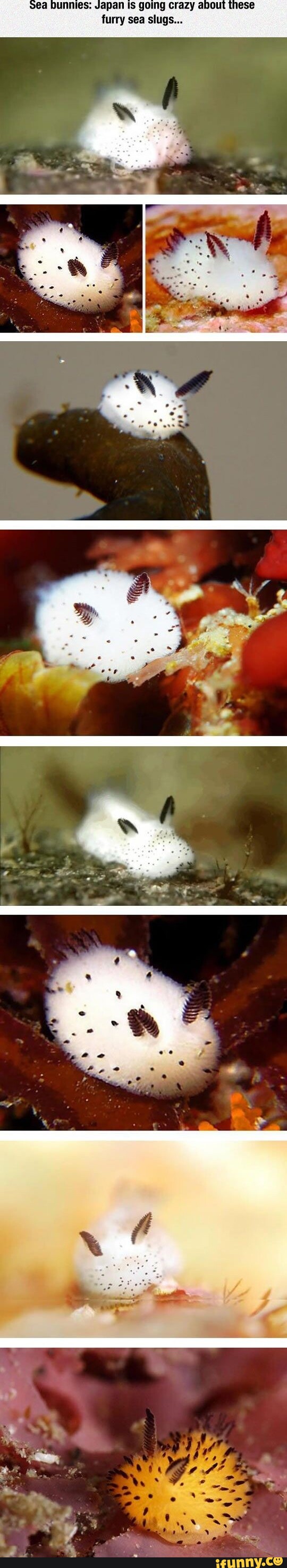 Les: Japan Is going crazy abou furry sea slug: do - iFunny