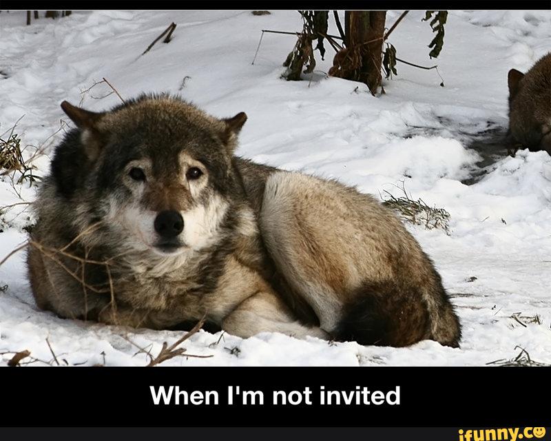 Sadwolf memes. Best Collection of funny Sadwolf pictures on iFunny
