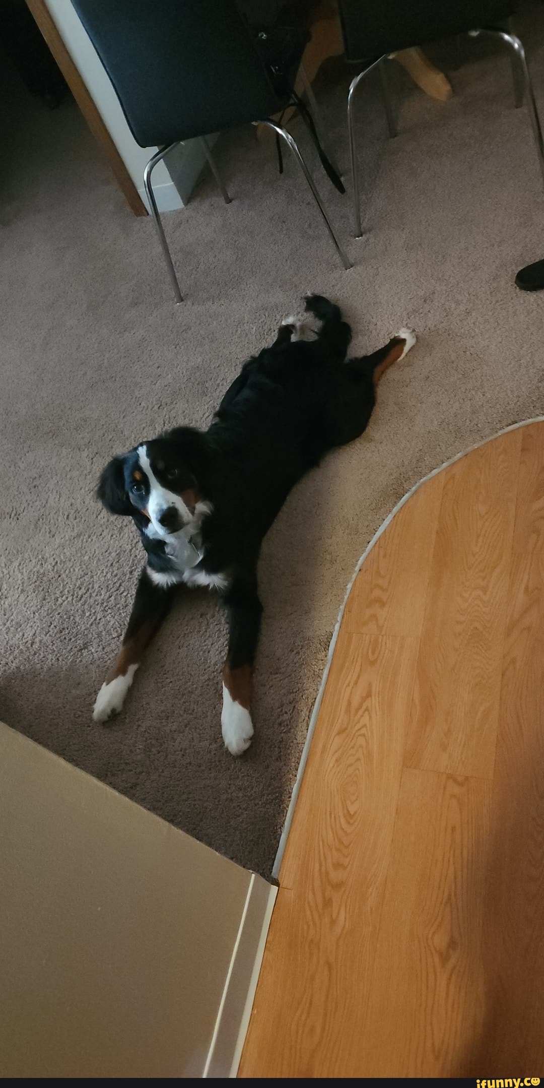 Berner memes. Best Collection of funny Berner pictures on iFunny