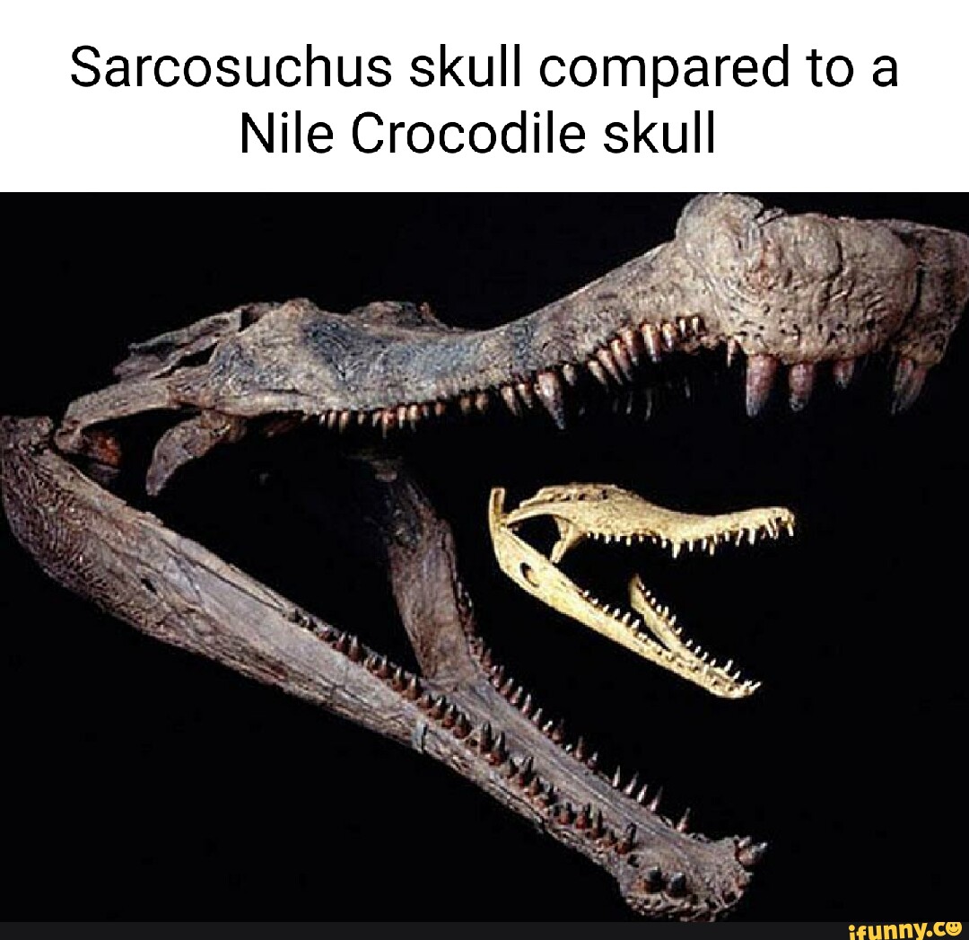 Sarcosuchus skull compared to a Nile Crocodile skull - iFunny