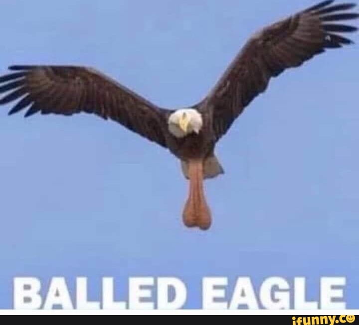 BALLED EAGLE - iFunny