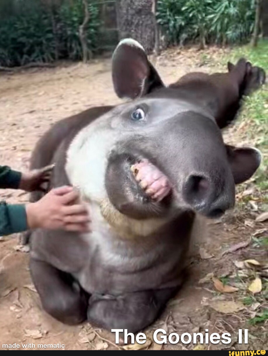 Goonies memes. Best Collection of funny Goonies pictures on iFunny