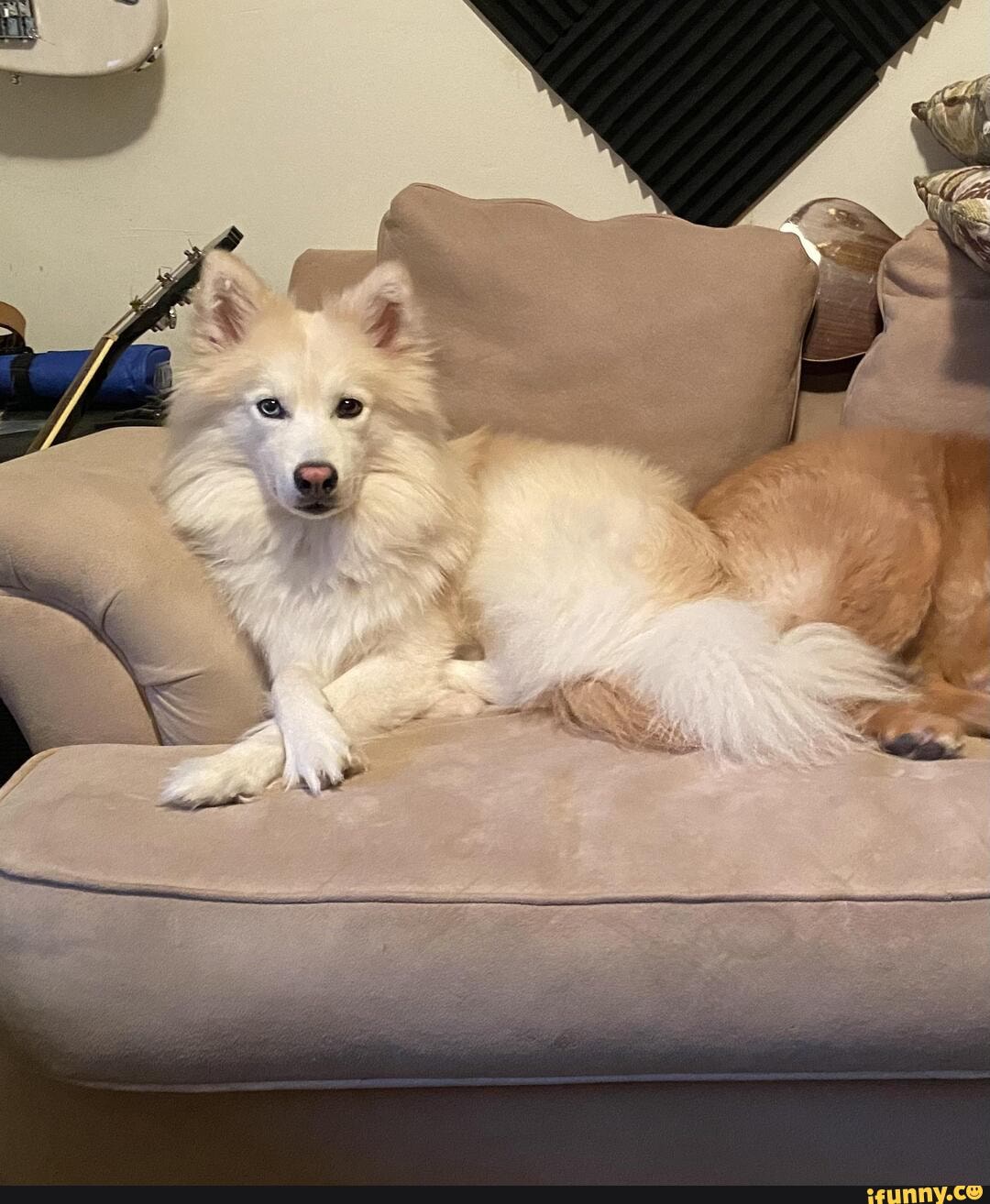 Gallo memes. Best Collection of funny Gallo pictures on iFunny