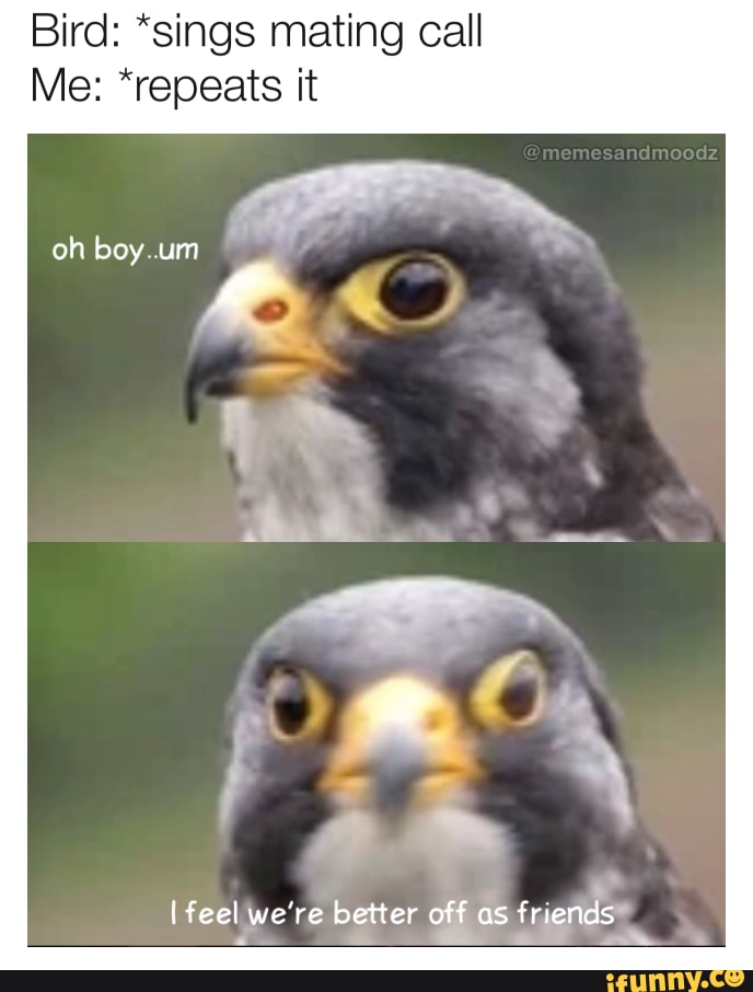 #birds #memes #dating #animals #wtf - Bird: *sings mating call ...