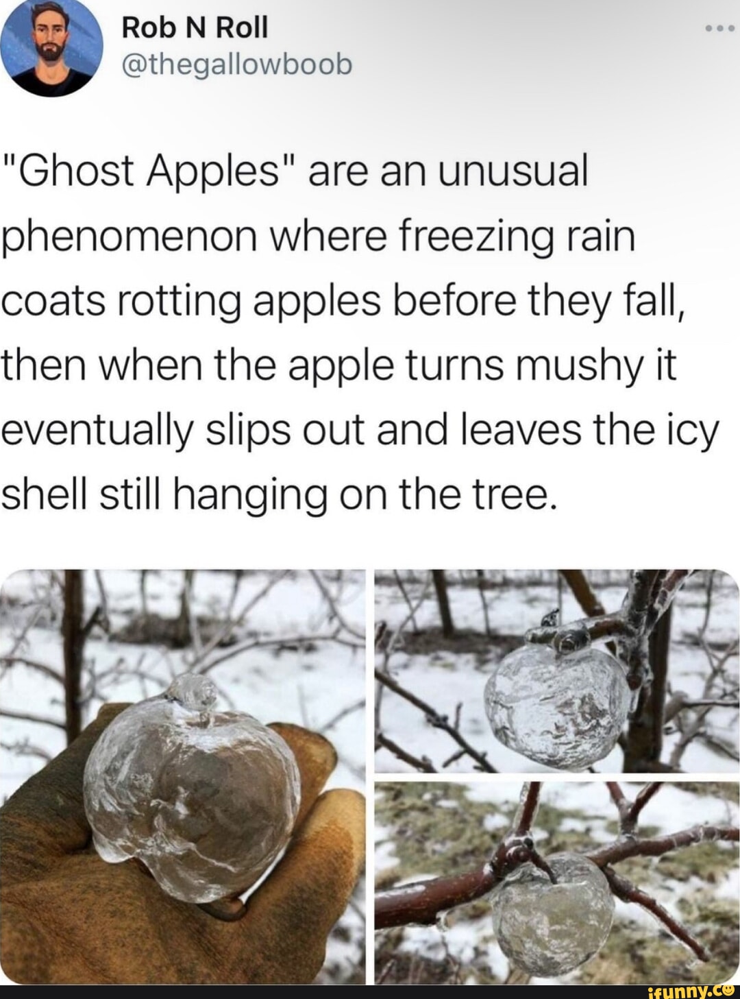 Rob Roll "Ghost Apples" are an unusual phenomenon where freezing rain ...