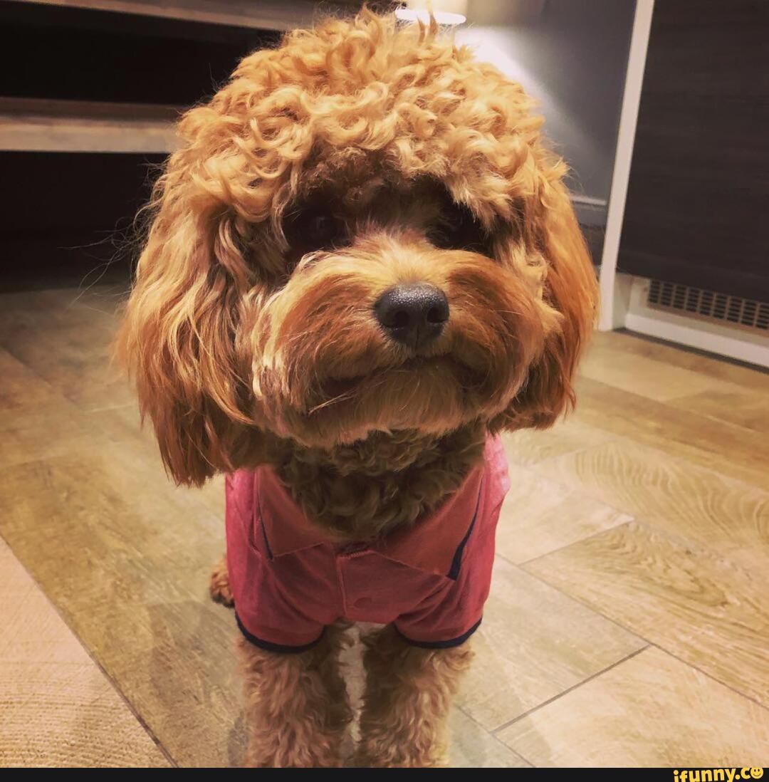 Cavapoo memes. Best Collection of funny Cavapoo pictures on iFunny