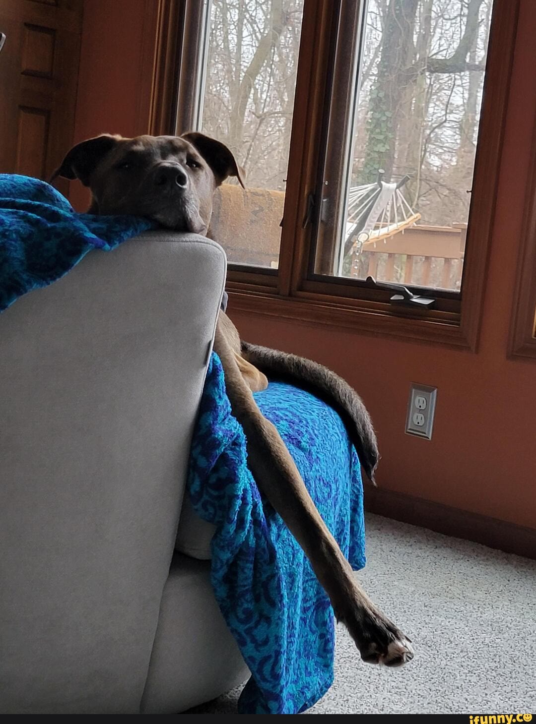 Heckin_good_boy memes. Best Collection of funny Heckin_good_boy ...