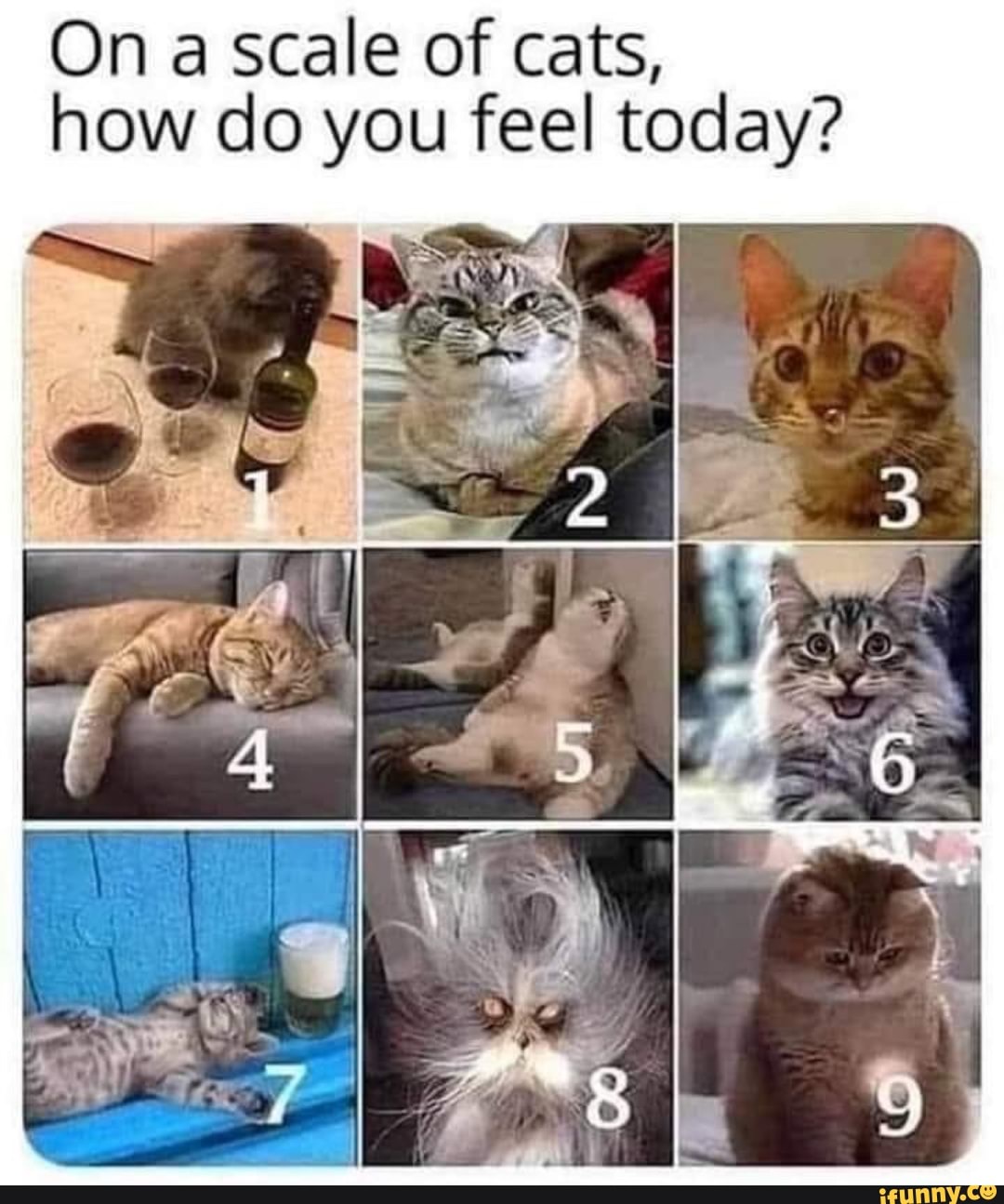 On a scale of cats, how do you feel today? - iFunny