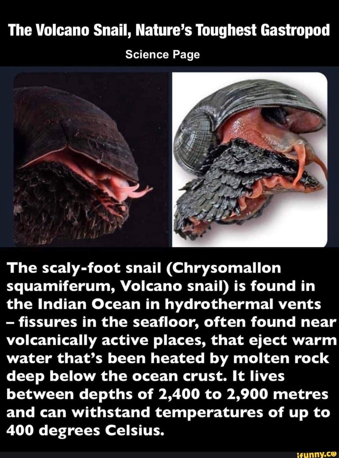 Squamiferum memes. Best Collection of funny Squamiferum pictures on iFunny