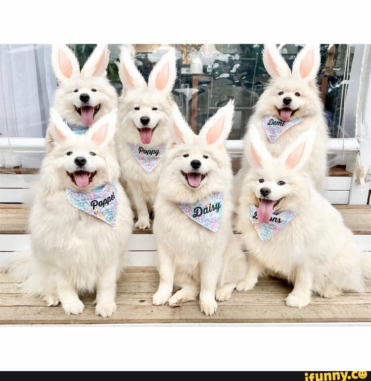 Dogos memes. Best Collection of funny Dogos pictures on iFunny
