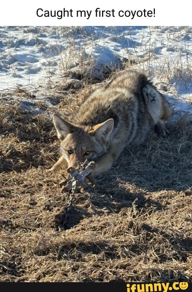 Coyote memes. Best Collection of funny Coyote pictures on iFunny