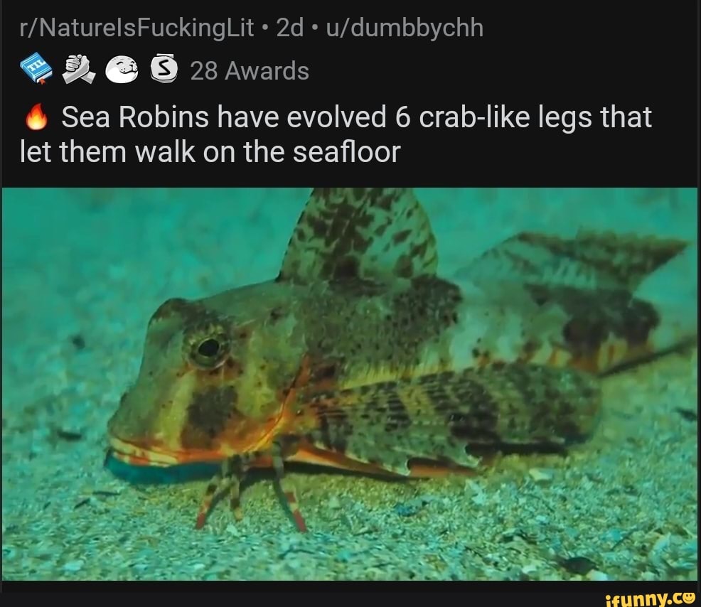 @ 28 Awards Sea Robins have evolved 6 crab-like legs that let them walk ...