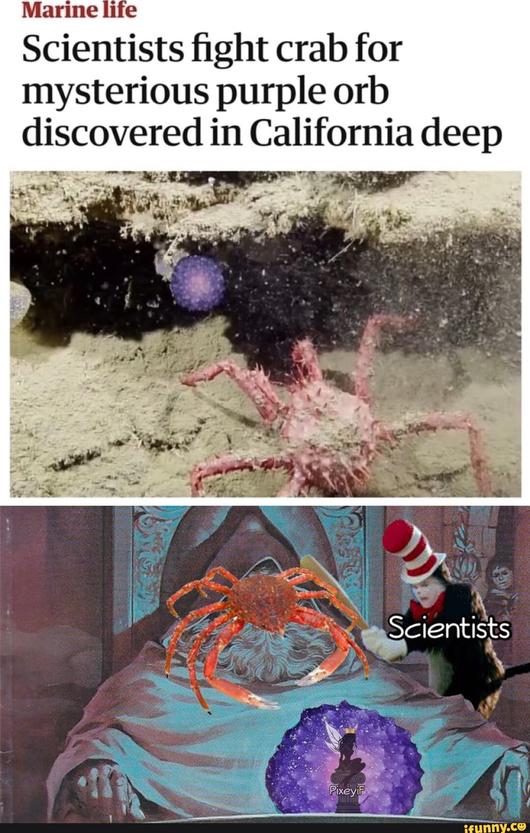 Marine life Scientists fight crab for mysterious purple orb discovered ... Marine life Scientists fight crab for mysterious purple orb discovered ...