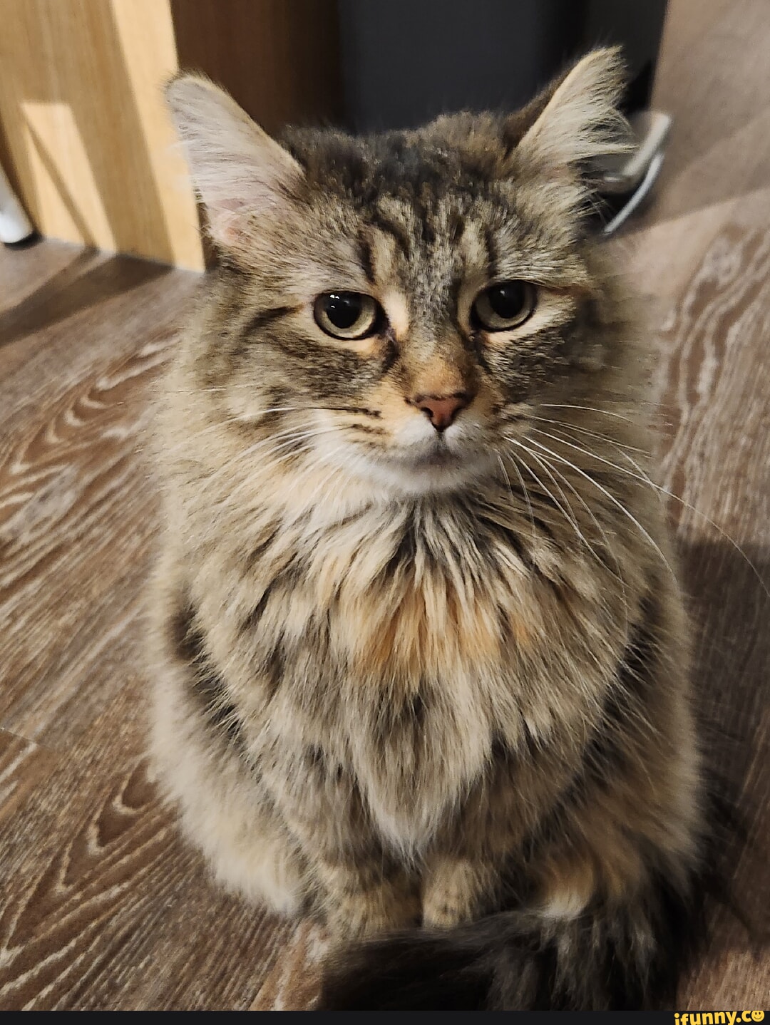 Scrunkly memes. Best Collection of funny Scrunkly pictures on iFunny