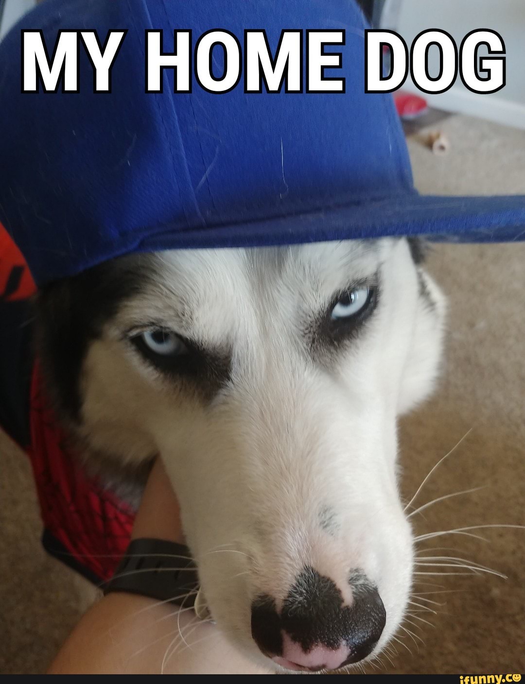 Homedog memes. Best Collection of funny Homedog pictures on iFunny