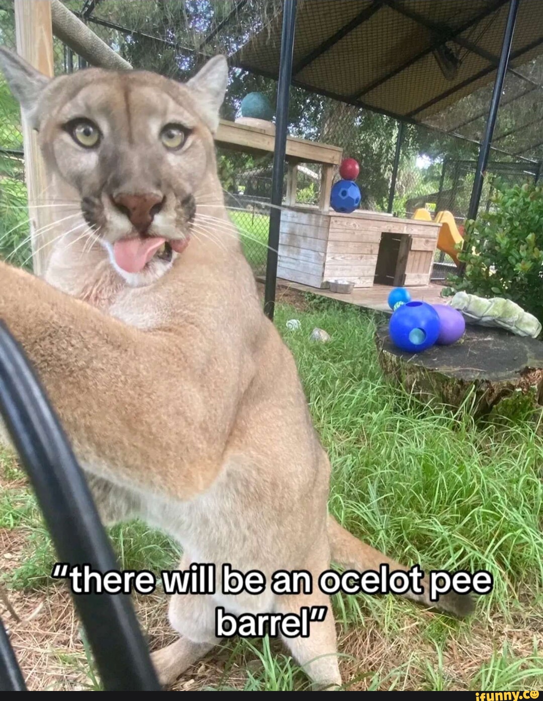 Ocelot memes. Best Collection of funny Ocelot pictures on iFunny