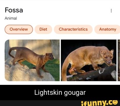 Fossa Animal (Overview ) Diet Characteristics Anatomy - iFunny