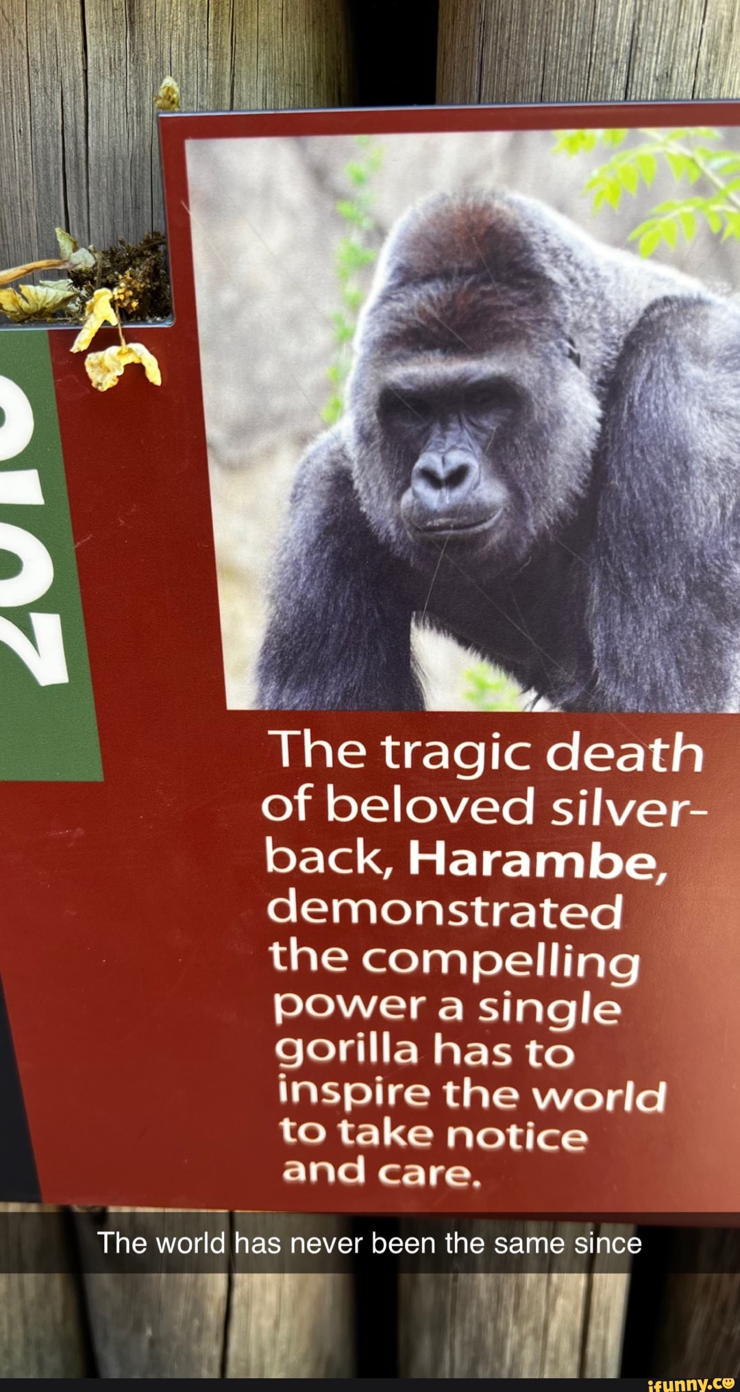 The tragic death of beloved) silver- back, Harambe, demonstrated the ...