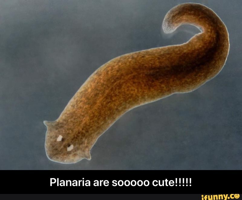 Planaria memes. Best Collection of funny Planaria pictures on iFunny